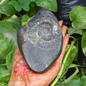 Shiva Lingam Shop Natural Shaligram, Religious Gifts, Sudarshan Saligram Stone, Sudershan Shaligram Gandaki River Nepal, Ritual Object Iconic Symbol of The God Vishnu from Nepal~I-4885