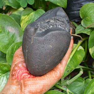 Shiva Lingam Shop Natural Shaligram, Religious Gifts, Sudarshan Saligram Stone, Sudershan Shaligram Gandaki River Nepal, Ritual Object Iconic Symbol of The God Vishnu from Nepal~I-4885