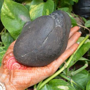 Shiva Lingam Shop Natural Shaligram, Religious Gifts, Sudarshan Saligram Stone, Sudershan Shaligram Gandaki River Nepal, Ritual Object Iconic Symbol of The God Vishnu from Nepal~I-4885