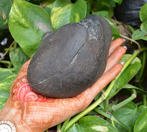 Shiva Lingam Shop Natural Shaligram, Religious Gifts, Sudarshan Saligram Stone, Sudershan Shaligram Gandaki River Nepal, Ritual Object Iconic Symbol of The God Vishnu from Nepal~I-4885