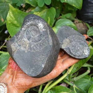 Shiva Lingam Shop Natural Shaligram, Religious Gifts, Sudarshan Saligram Stone, Sudershan Shaligram Gandaki River Nepal, Ritual Object Iconic Symbol of The God Vishnu from Nepal~I-4885