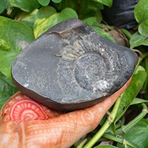 Shiva Lingam Shop Natural Shaligram, Religious Gifts, Sudarshan Saligram Stone, Sudershan Shaligram Gandaki River Nepal, Ritual Object Iconic Symbol of The God Vishnu from Nepal~I-4885