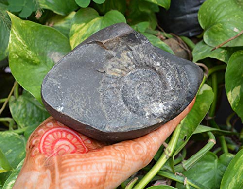 Shiva Lingam Shop Natural Shaligram, Religious Gifts, Sudarshan Saligram Stone, Sudershan Shaligram Gandaki River Nepal, Ritual Object Iconic Symbol of The God Vishnu from Nepal~I-4885