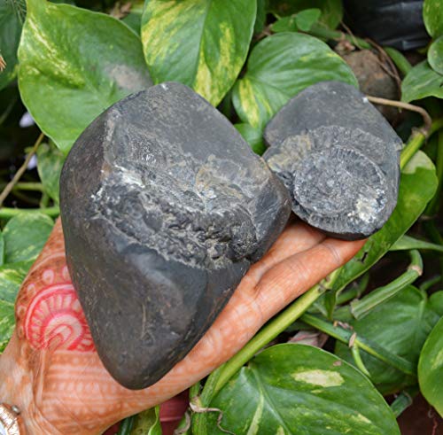 Shiva Lingam Shop Natural Shaligram, Religious Gifts, Sudarshan Saligram Stone, Sudershan Shaligram Gandaki River Nepal, Ritual Object Iconic Symbol of The God Vishnu from Nepal~I-4885