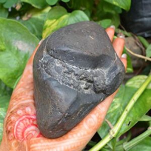 Shiva Lingam Shop Natural Shaligram, Religious Gifts, Sudarshan Saligram Stone, Sudershan Shaligram Gandaki River Nepal, Ritual Object Iconic Symbol of The God Vishnu from Nepal~I-4885