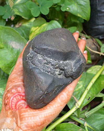 Shiva Lingam Shop Natural Shaligram, Religious Gifts, Sudarshan Saligram Stone, Sudershan Shaligram Gandaki River Nepal, Ritual Object Iconic Symbol of The God Vishnu from Nepal~I-4885