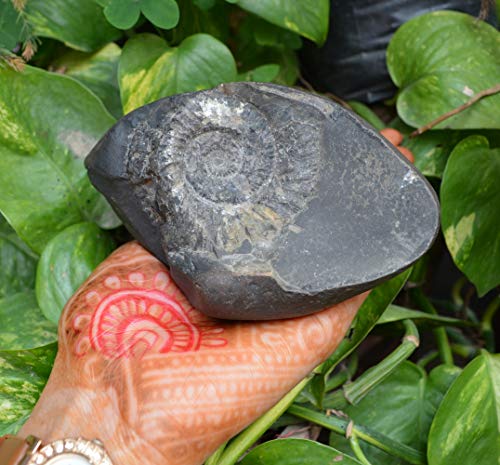 Shiva Lingam Shop Natural Shaligram, Religious Gifts, Sudarshan Saligram Stone, Sudershan Shaligram Gandaki River Nepal, Ritual Object Iconic Symbol of The God Vishnu from Nepal~I-4885