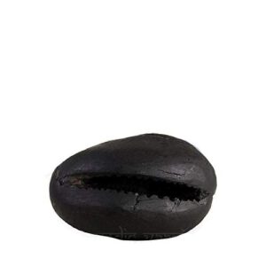 vedic vaani divine very rare hayagriva vishnu religious natural shaligram shila/stone origin from nepal gandaki river, for bring wisdom, prosperity and success, india