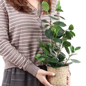 SAROSORA Artificial Ficus Tree Fake Plants in Weaved Pot 20" Height for Living Room Decor Indoor Home Office Ins Style (Green, 1)