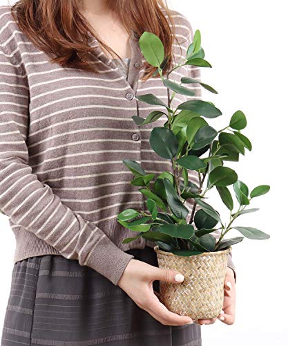 SAROSORA Artificial Ficus Tree Fake Plants in Weaved Pot 20" Height for Living Room Decor Indoor Home Office Ins Style (Green, 1)