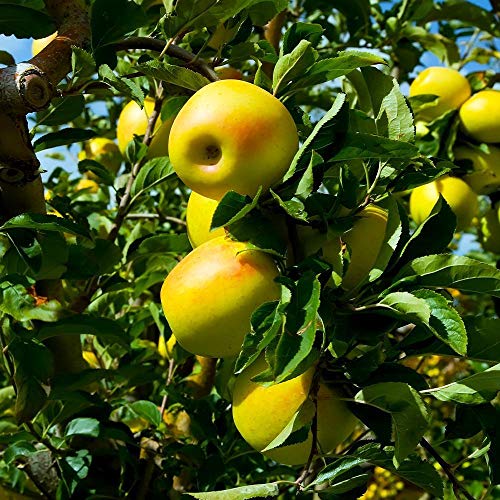 Pixies Gardens (5 Gallon) Golden Delicious Apple Tree Versatile for Eating Fresh Or Using in The Kitchen and Can Be Kept for Several Months in The Fridge.