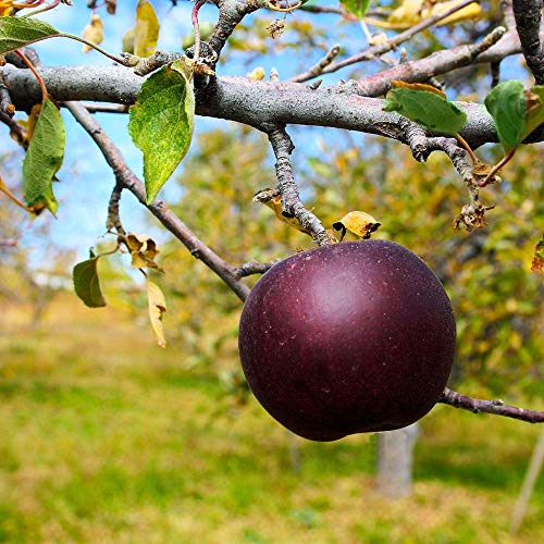 Pixies Gardens (5 Gallon Potted Set of Two Plants) Arkansas Black Apple Tree- Produces Lots of Succulent Sweet Apples- As an Eating Apple Late-Maturing Medium-Sized Apple Deep Red Looks Almost Black.