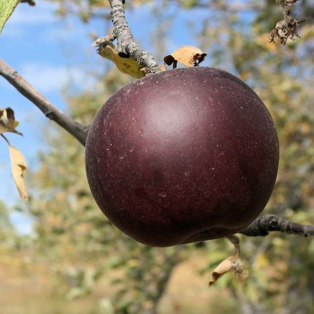 Pixies Gardens (5 Gallon Potted Set of Two Plants) Arkansas Black Apple Tree- Produces Lots of Succulent Sweet Apples- As an Eating Apple Late-Maturing Medium-Sized Apple Deep Red Looks Almost Black.