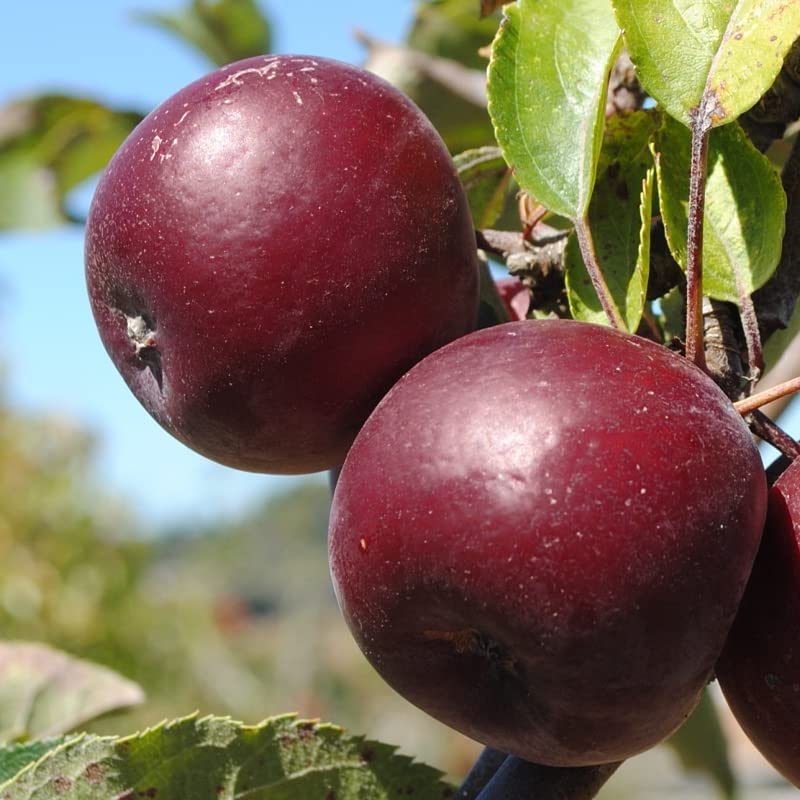 Pixies Gardens (5 Gallon Potted Set of Two Plants) Arkansas Black Apple Tree- Produces Lots of Succulent Sweet Apples- As an Eating Apple Late-Maturing Medium-Sized Apple Deep Red Looks Almost Black.