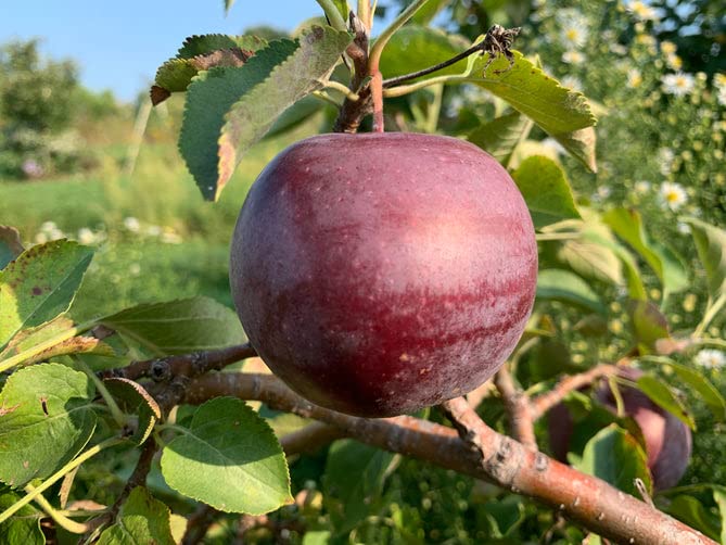 Pixies Gardens (5 Gallon Potted Set of Two Plants) Arkansas Black Apple Tree- Produces Lots of Succulent Sweet Apples- As an Eating Apple Late-Maturing Medium-Sized Apple Deep Red Looks Almost Black.