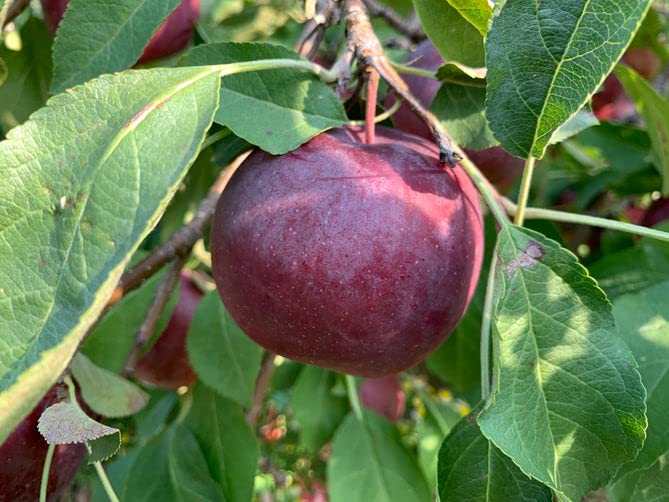 Pixies Gardens (5 Gallon Potted Set of Two Plants) Arkansas Black Apple Tree- Produces Lots of Succulent Sweet Apples- As an Eating Apple Late-Maturing Medium-Sized Apple Deep Red Looks Almost Black.