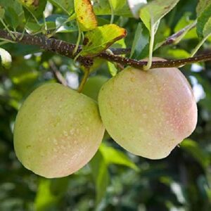 4 fresh stem cuttings from golden anna apple trees, unrooted fruit tree cuttings - for propagation - cold hardy