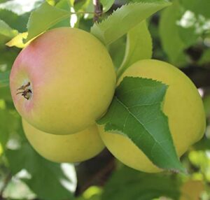 7 fresh stem cuttings from golden anna apple trees, unrooted fruit tree cuttings - for propagation - cold hardy