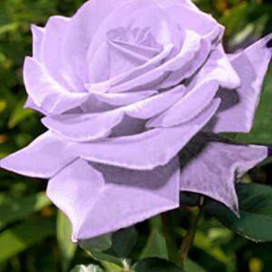 Bonsai Roses 30Pcs Germany Rare Purple Dragon Rose Seeds Flowering Plants