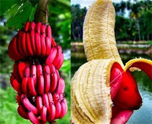 rare seeds 100pcs banana seeds red dwarf tree bonsai fruit decor home gardening planting