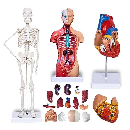 breesky Human Heart Torso and Skeleton Model 3D Model Study Tools for Anatomy and Physiology Students Sets of Three Human Anatomy Models Sciences Learning Kit for Kids