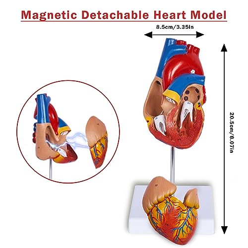 breesky Human Heart Torso and Skeleton Model 3D Model Study Tools for Anatomy and Physiology Students Sets of Three Human Anatomy Models Sciences Learning Kit for Kids