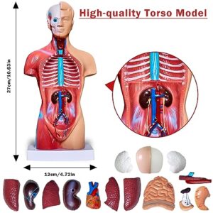 breesky Human Heart Torso and Skeleton Model 3D Model Study Tools for Anatomy and Physiology Students Sets of Three Human Anatomy Models Sciences Learning Kit for Kids