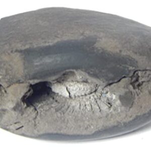 XUETZALCOATL Kumudah Sudarshan Shaligram 1.5cm - 2.5cm from Kali Gandaki 1 pcs