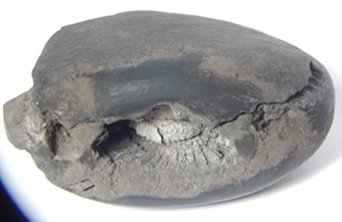 XUETZALCOATL Kumudah Sudarshan Shaligram 1.5cm - 2.5cm from Kali Gandaki 1 pcs