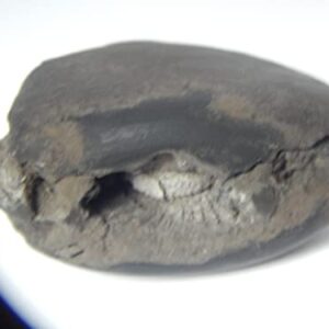 XUETZALCOATL Kumudah Sudarshan Shaligram 1.5cm - 2.5cm from Kali Gandaki 1 pcs