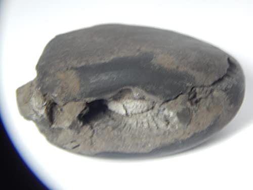 XUETZALCOATL Kumudah Sudarshan Shaligram 1.5cm - 2.5cm from Kali Gandaki 1 pcs