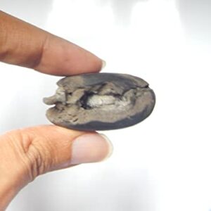 XUETZALCOATL Kumudah Sudarshan Shaligram 1.5cm - 2.5cm from Kali Gandaki 1 pcs