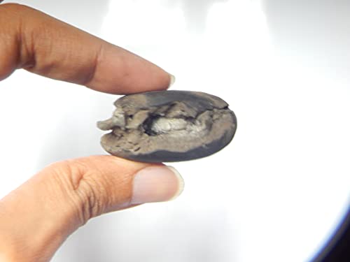 XUETZALCOATL Kumudah Sudarshan Shaligram 1.5cm - 2.5cm from Kali Gandaki 1 pcs