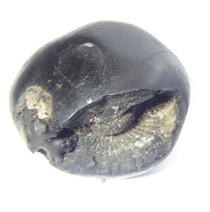 xuetzalcoatl kurma laxmi navnidhi purnachakra purnagarbha shaligram from kali gandaki