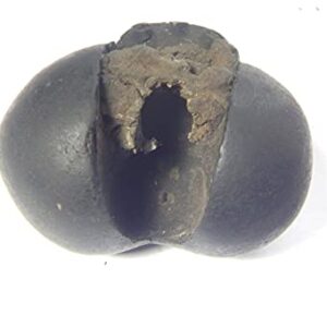 XUETZALCOATL Kurma Laxmi Navnidhi Purnachakra Purnagarbha Shaligram from Kali Gandaki