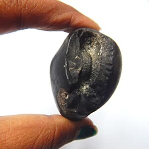 XUETZALCOATL Kurma Laxmi Navnidhi Purnachakra Purnagarbha Shaligram from Kali Gandaki