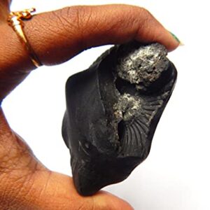 XUETZALCOATL Sacred Adbhut Vaikutha Sarv Shaligram Nepal Kali Gandaki