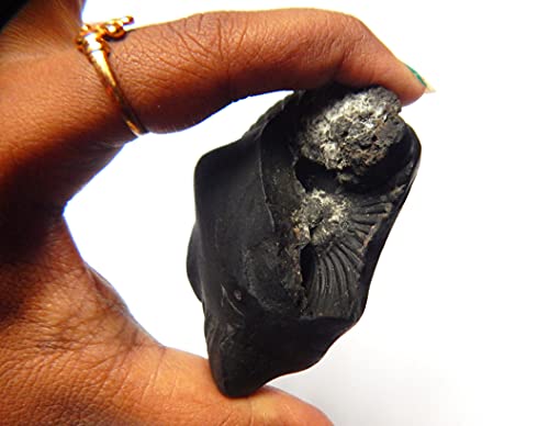 XUETZALCOATL Sacred Adbhut Vaikutha Sarv Shaligram Nepal Kali Gandaki