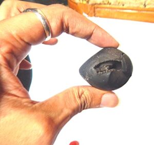 xuetzalcoatl jyotiraadityah sudarshan shaligram 1.5cm - 2.5cm from kali gandaki 1 pcs