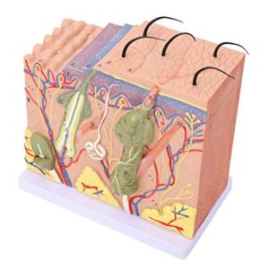 50x skin model biology education laboratory model skin model skin magnified model laboratory skin model for teaching