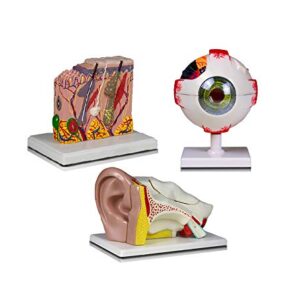 Jackson Global JBM-B14N Elementary and High School Learning Package. Set of Three Human Anatomy Models, Eye, Ear and Skin | W Manual