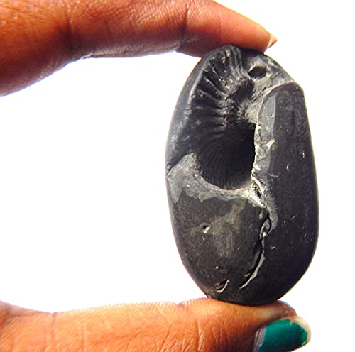 Sacred Adwaitya Vasudev Shaligram Nepal Kali Gandaki