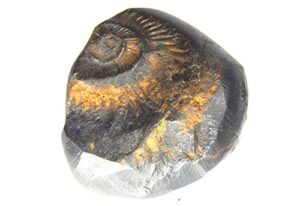 xuetzalcoatl vrikshah sudarshan shaligram 1.5cm - 2.5cm from kali gandaki 1 pcs