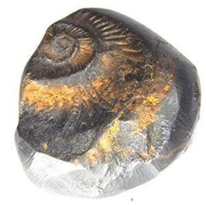 XUETZALCOATL Vrikshah Sudarshan Shaligram 1.5cm - 2.5cm from Kali Gandaki 1 pcs