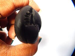 xuetzalcoatl laxmi narsimha shaligram purnachakra purnagarbha shaligram nepal kali gandki