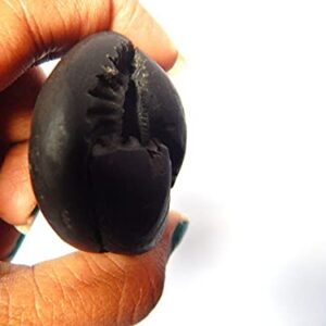 XUETZALCOATL Laxmi Narsimha shaligram Purnachakra Purnagarbha Shaligram Nepal Kali Gandki