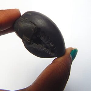 XUETZALCOATL Laxmi Narsimha shaligram Purnachakra Purnagarbha Shaligram Nepal Kali Gandki