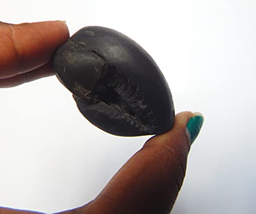 XUETZALCOATL Laxmi Narsimha shaligram Purnachakra Purnagarbha Shaligram Nepal Kali Gandki