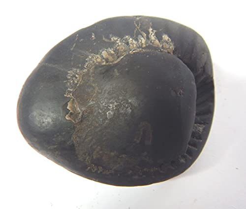 XUETZALCOATL Laxmi Narsimha shaligram Purnachakra Purnagarbha Shaligram Nepal Kali Gandki