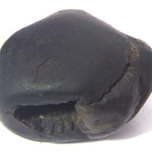 XUETZALCOATL Adwaitya Krishna Pradyumn Anirudh Maha Vishnu Shaligram Nepal Kali Gandaki